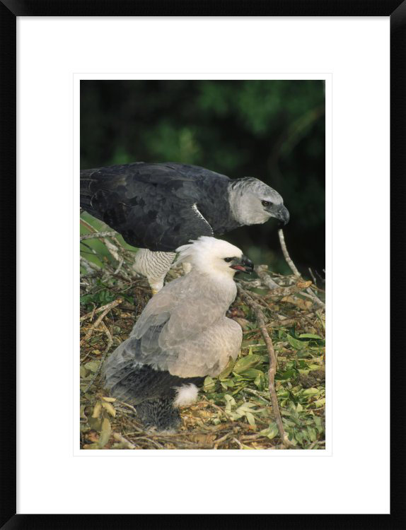 Global Gallery 'Harpy Eagle Female and Chick, Amazonian Peru' Framed Photographic Print | Wayfair